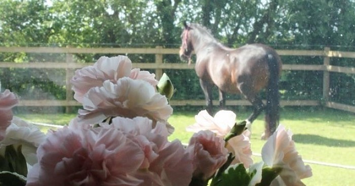 Coping with the loss of a horse